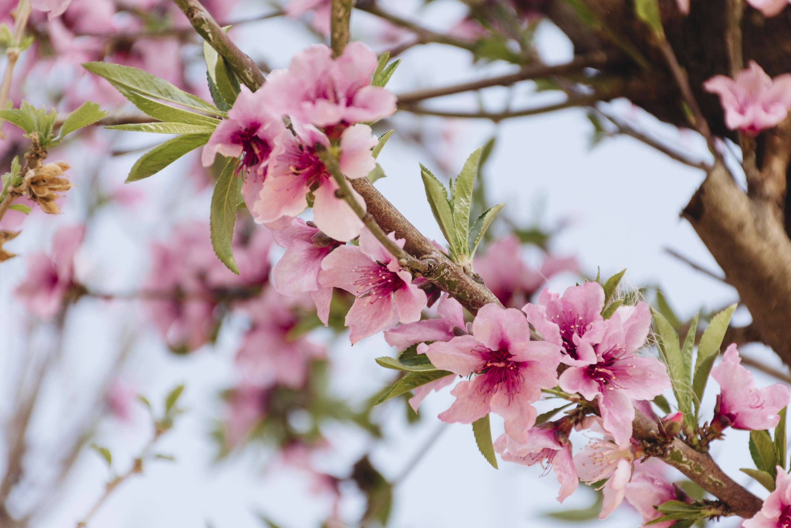 ¿Cómo celebran la primavera en el mundo? - Instituto Chino de Gipuzkoa